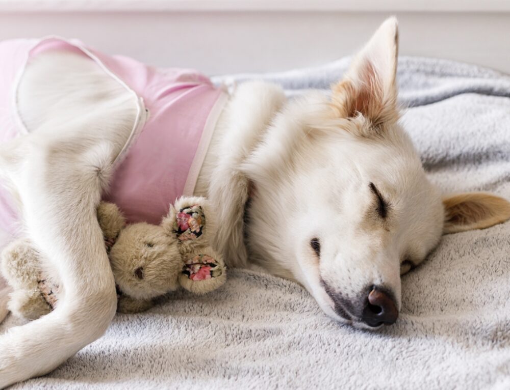 Balanoposthitis in Dogs - Boca Midtowne Animal Hospital