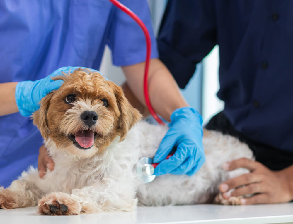 Balanoposthitis in Dogs - Boca Midtowne Animal Hospital