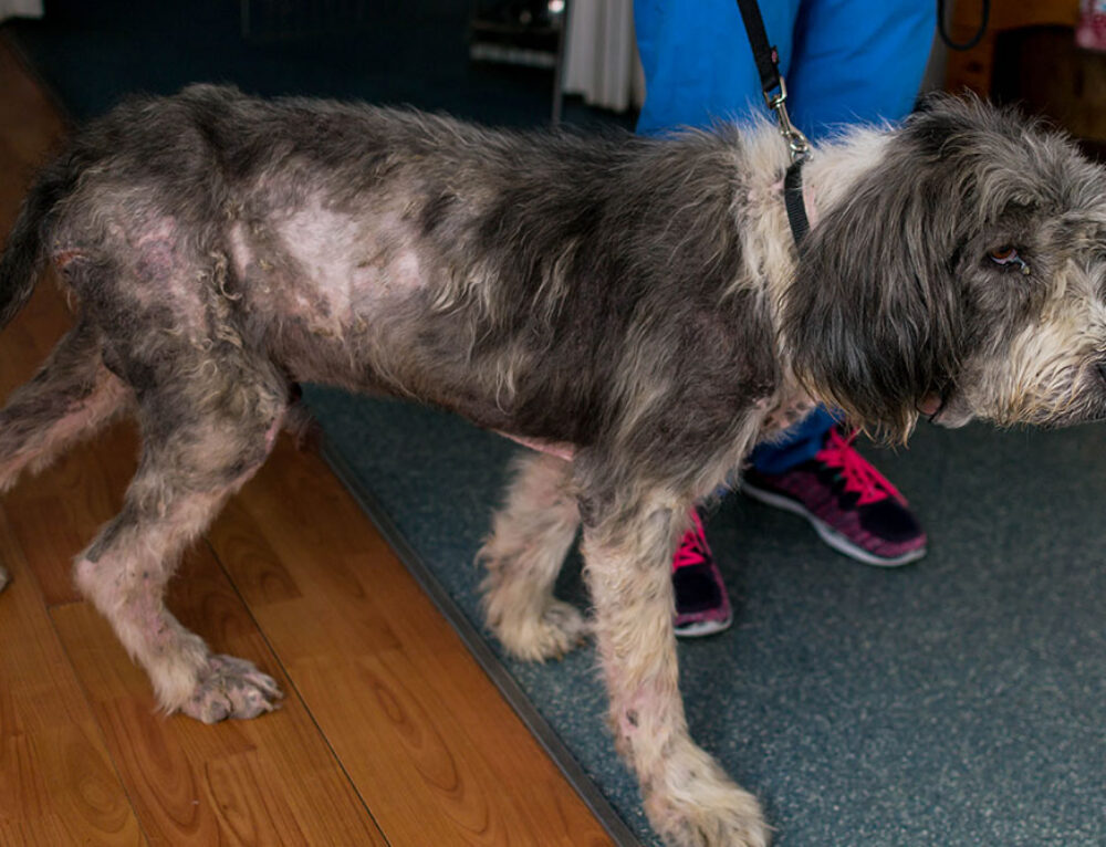 Balanoposthitis in Dogs - Boca Midtowne Animal Hospital